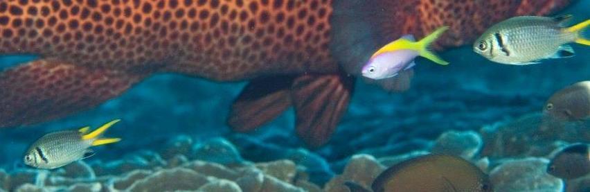 Doublebar Chromis (Chromis opercularis) - Marine Life Identification