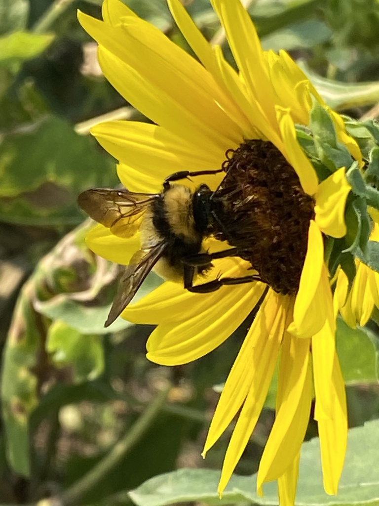 American Bumble Bee from Bird's Fort Trail Park, Irving, TX, US on ...