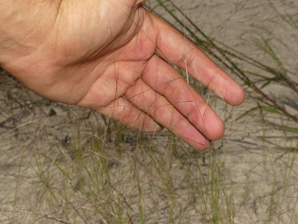 Oldfield Three-awn in September 2021 by Shaun Pogacnik · iNaturalist