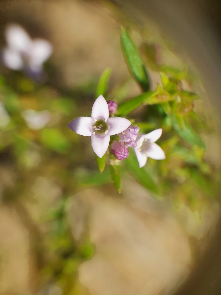 long-leaved bluets from St Williams, ON N0E 1P0, Canada on September 11 ...