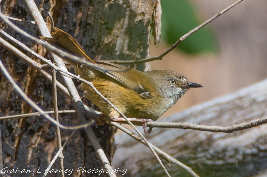 White-browed Scrubwren from Williamstown SA 5351, Australia on ...