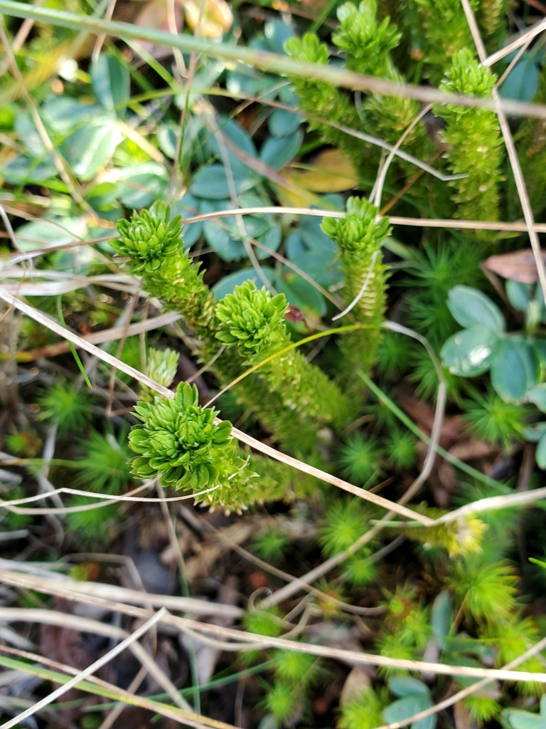 mountain firmoss in September 2021 by Sam Guida. 86 clusters in pop ...