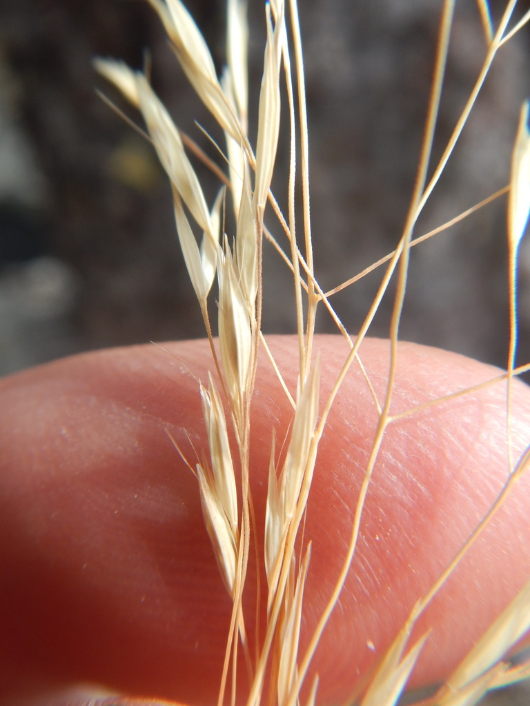 Ventenata (Black Hills Invasive Plant Guide) · iNaturalist