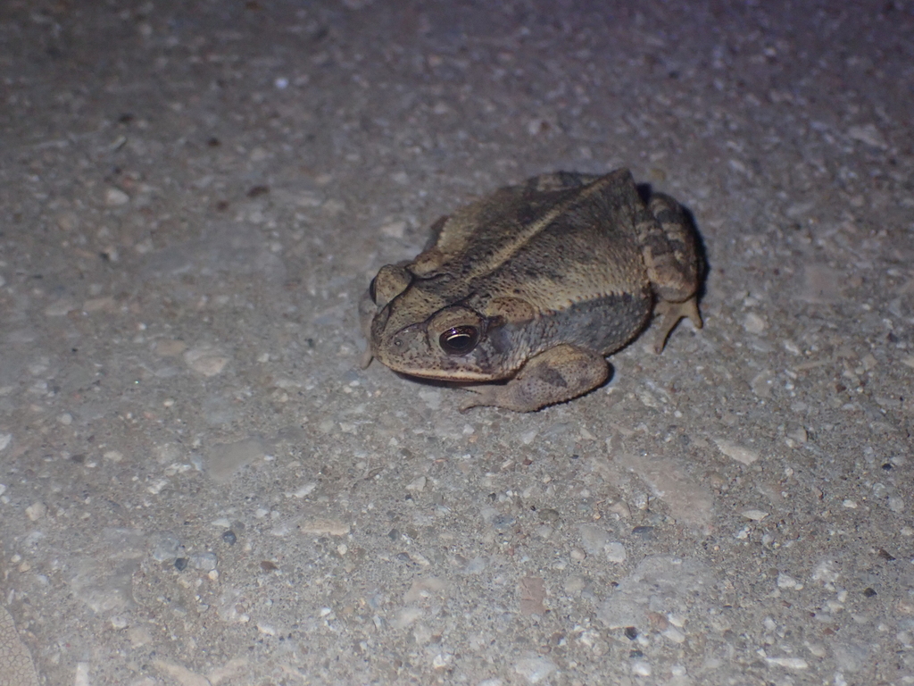 Gulf Coast Toad from The Colony, TX, USA on September 06, 2021 at 08:08 ...