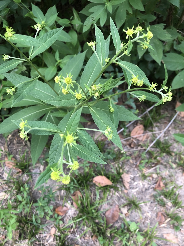 Wingstem from Valley Creek Trail, McKinney, TX, US on September 11 ...