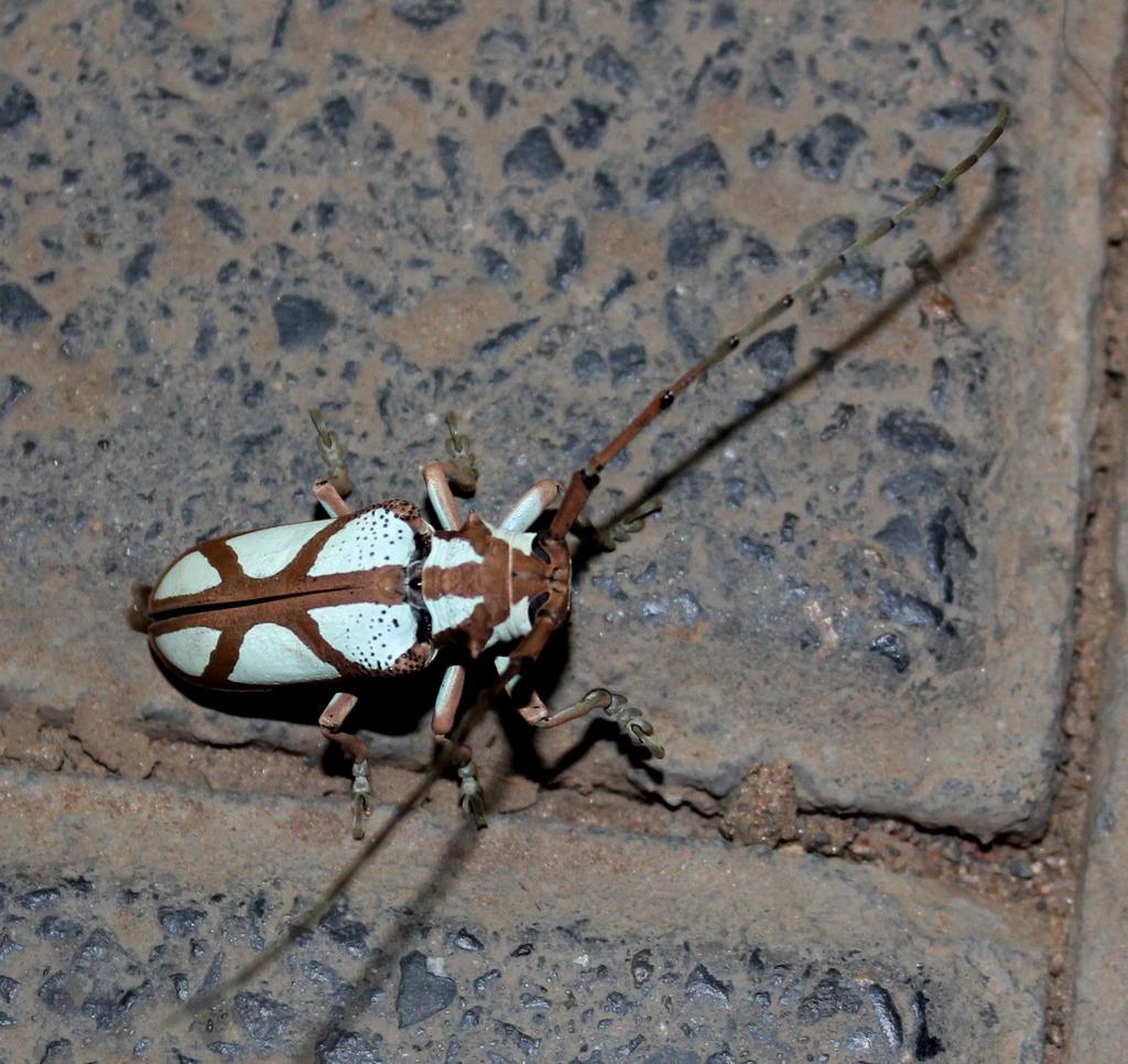 Prosopocera lactator desde N14, Vryburg el17 de diciembre de 2014 de ...