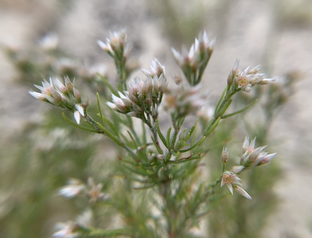 Polycarpaea corymbosa (L.) Lam.