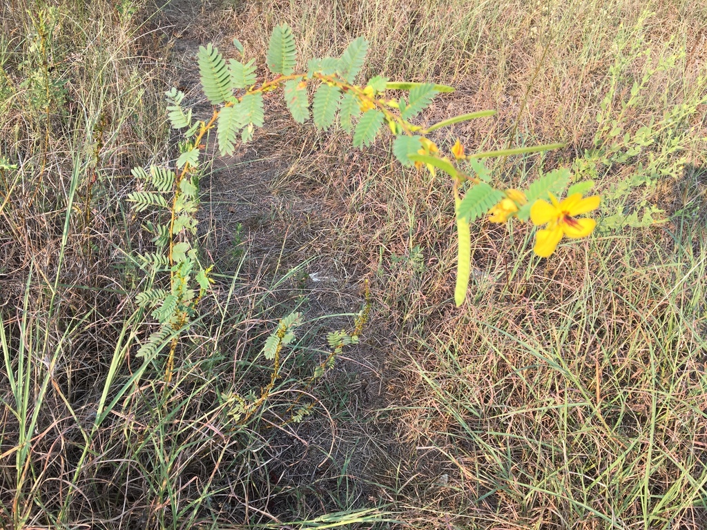 partridge pea from Joshua Park, Joshua, TX, US on September 11, 2021 at ...