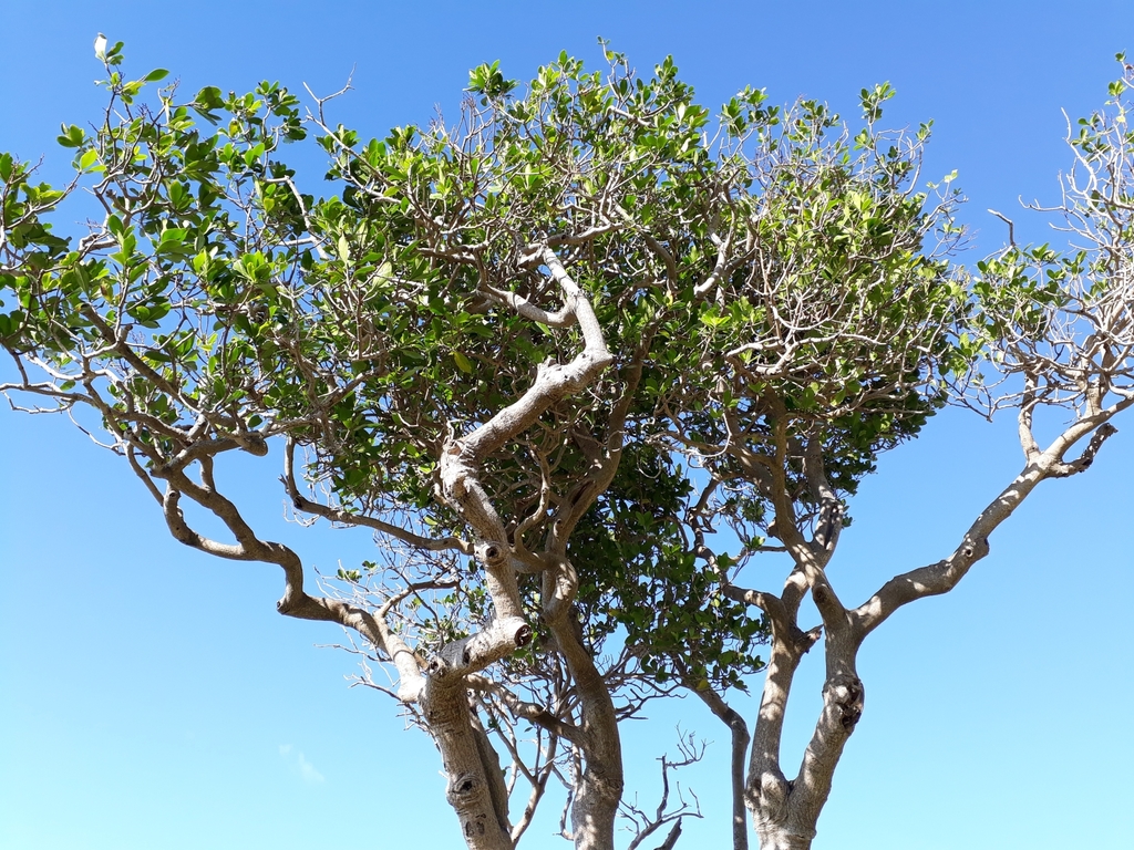 (Corynocarpaceae) - Botanical Realm