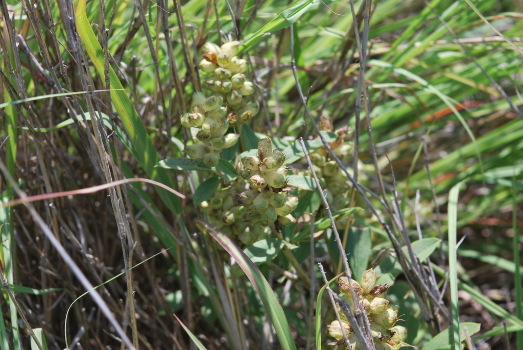 largebract Indian breadroot from Hansford County, TX, USA on July 24 ...