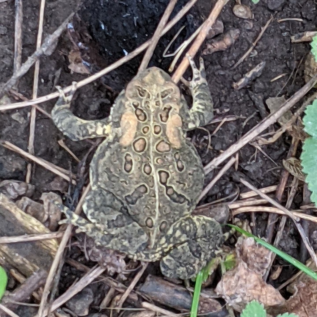 American Toad from Location: 43.031342, -79.895567 on September 11 ...