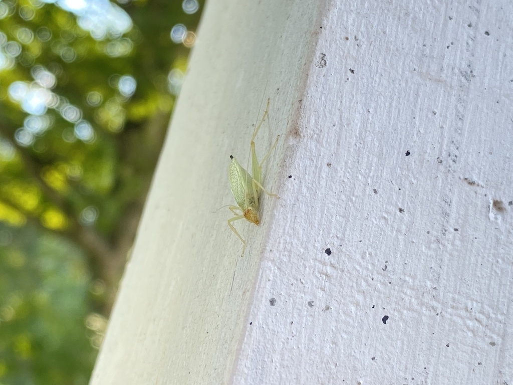 Common Tree Crickets in September 2021 by Mira · iNaturalist