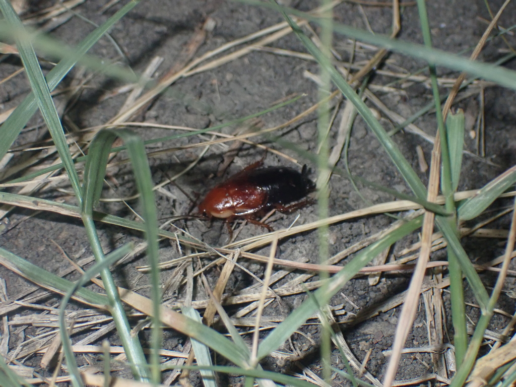 North American Wood Cockroaches from Lewisville, TX, USA on September 9 ...