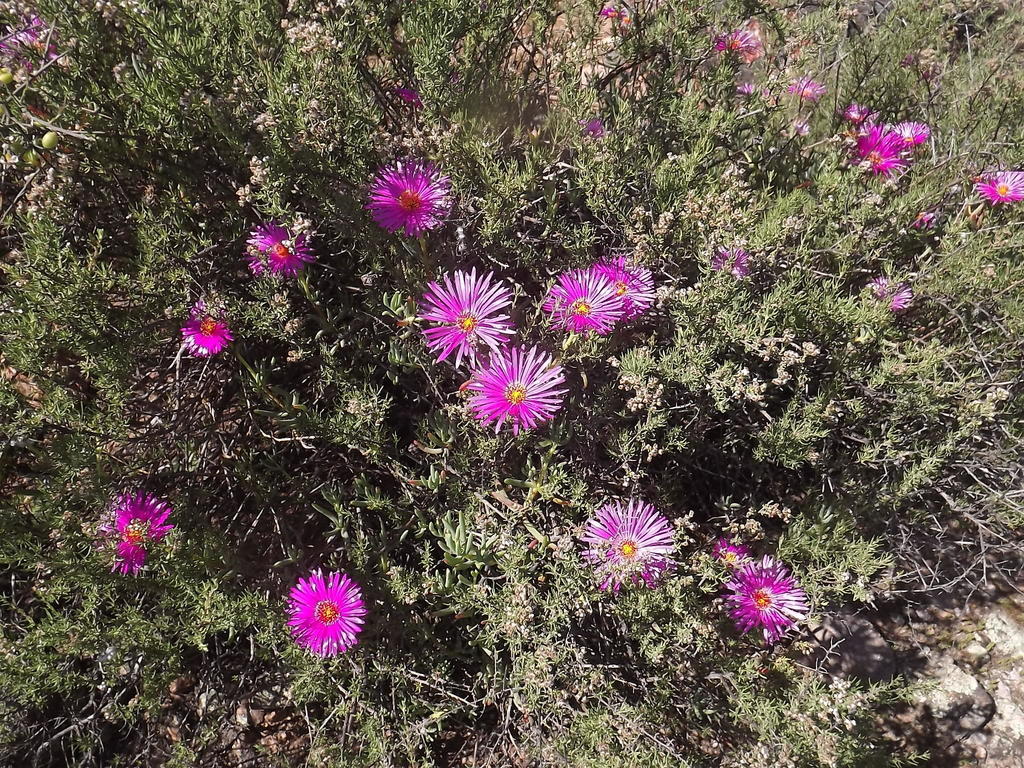 (Oscularia excedens) - Botanical Realm