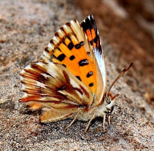 Brauer's Opal (Chrysoritis braueri) · iNaturalist