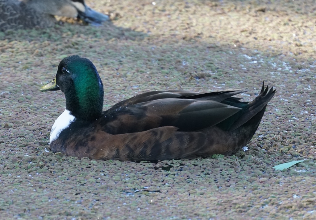 Domestic Mallard from Mareeba QLD 4880, Australia on August 02, 2021 at ...