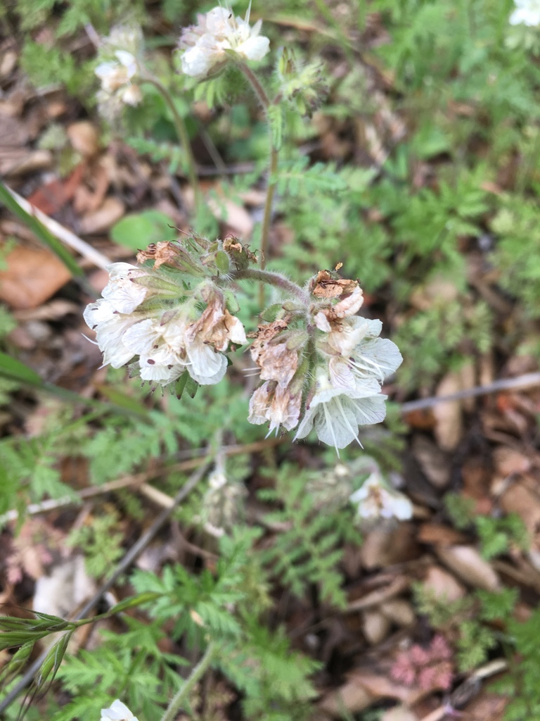 distant phacelia from Mount Diablo State Park, Walnut Creek, CA, US on ...