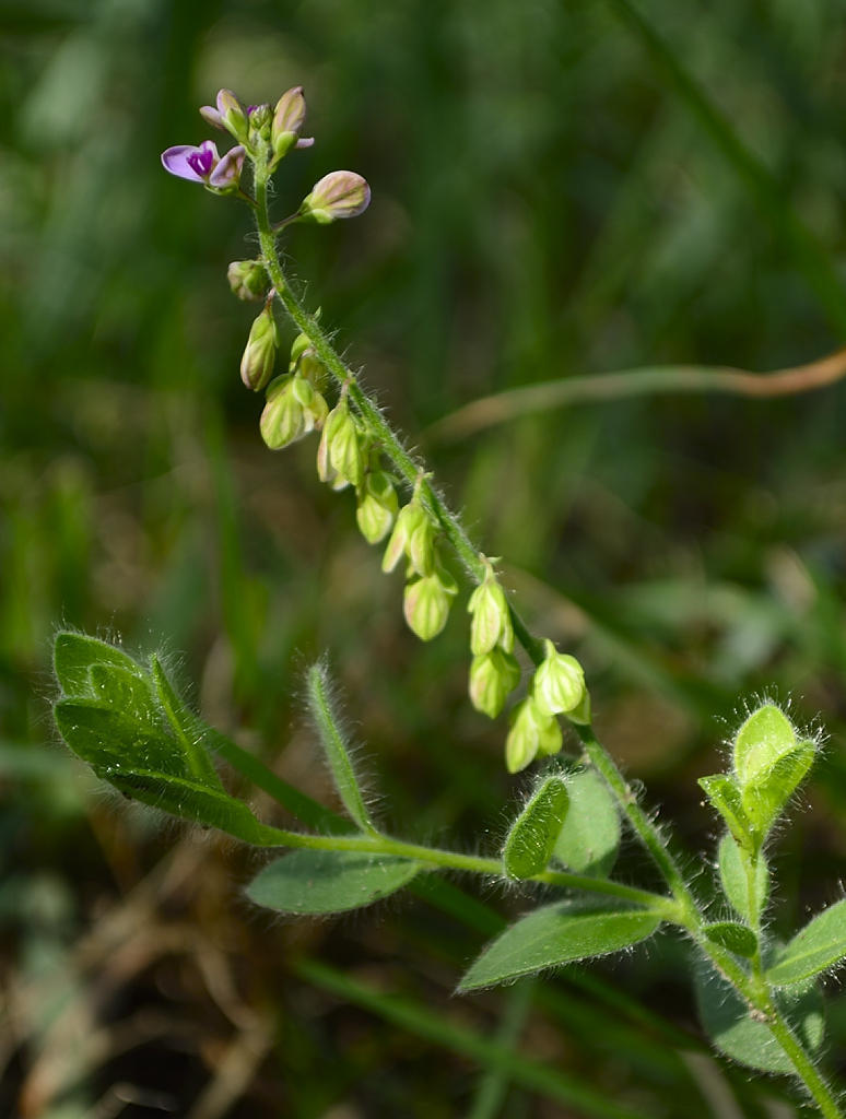 Polygala hispida (Polygala species of Mpumalanga and Limpopo) · iNaturalist