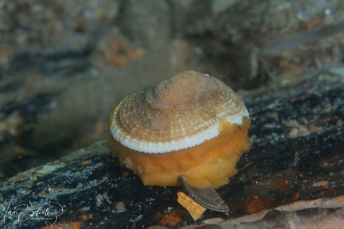 Tugali cicatricosa · iNaturalist