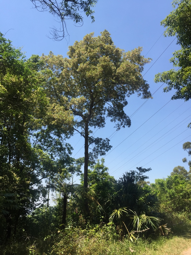 Blueberry ash from Tarrawanna NSW 2518, Australia on November 28, 2019 ...