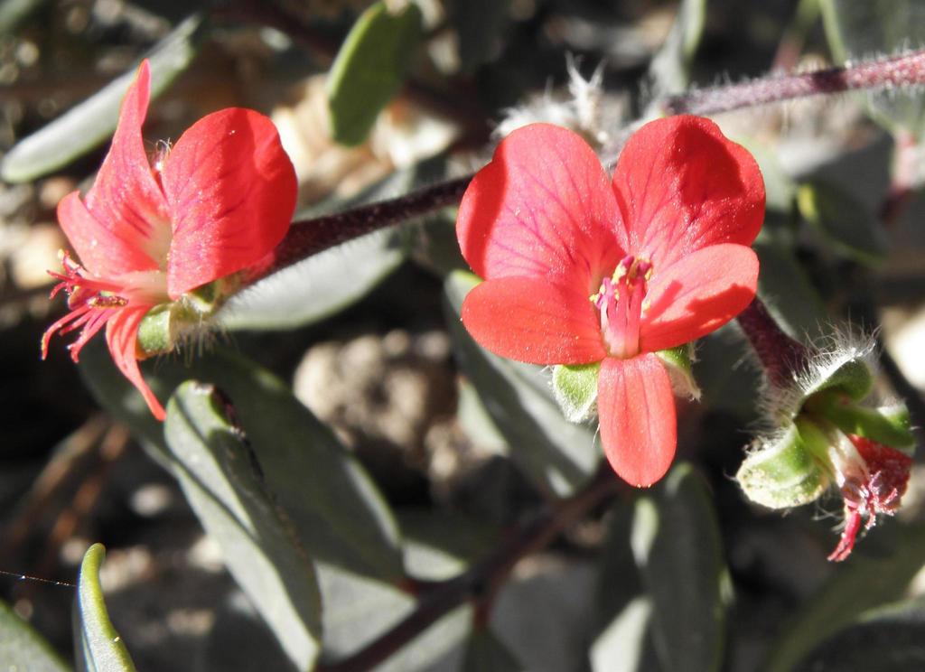 Red Mallow from Churchhaven on November 02, 2015 by Peter Slingsby. Red ...