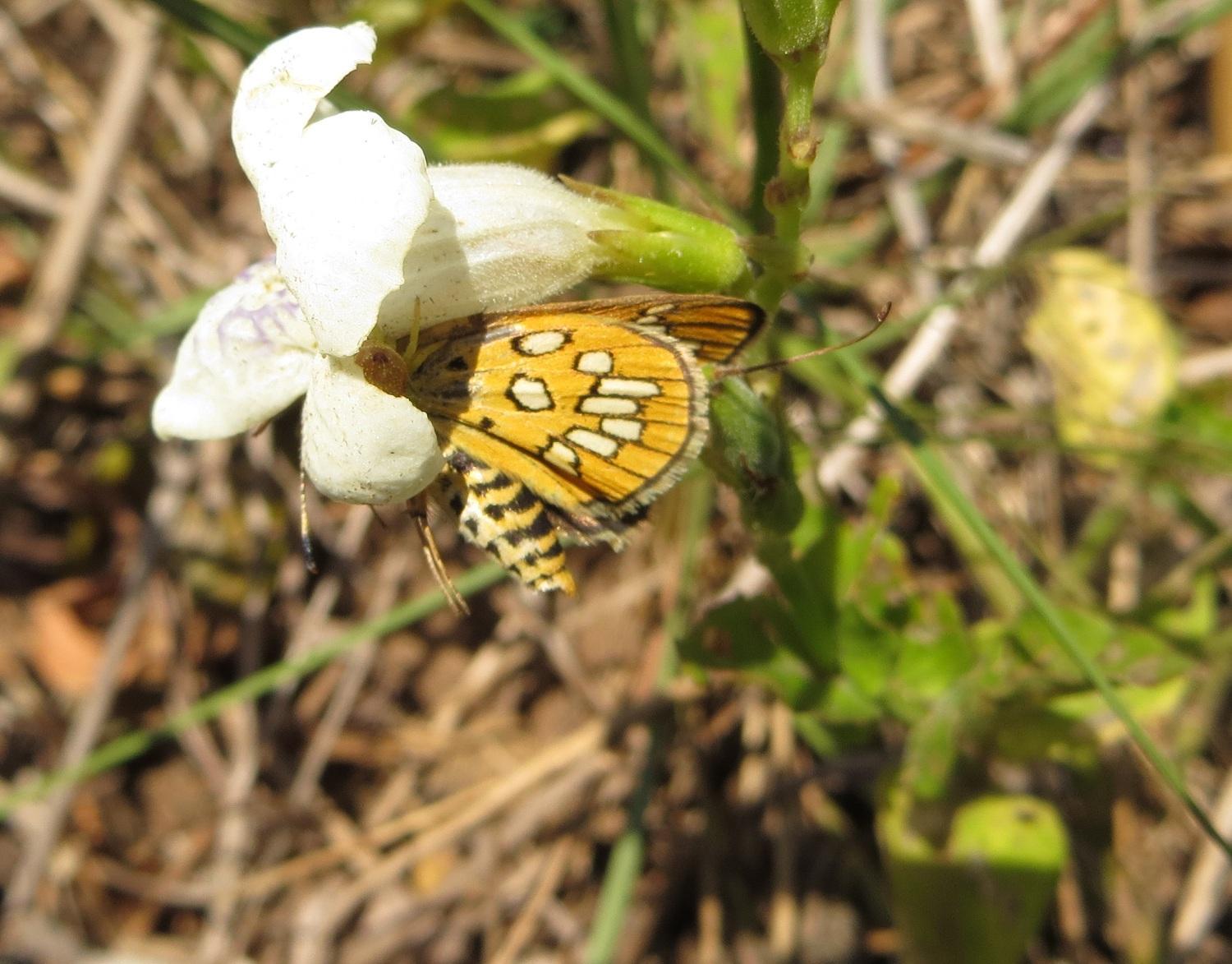 Kedestes callicles (Hewitson, 1868)