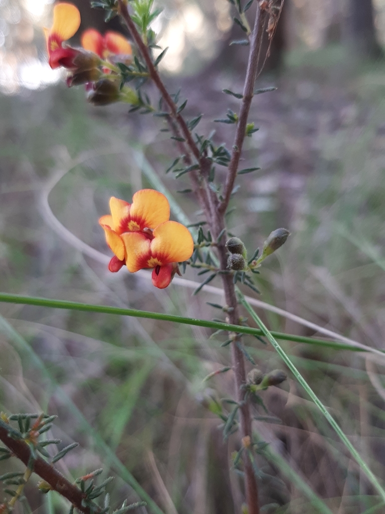 small-leaf parrot-pea from Beechworth VIC 3747, Australia on September ...