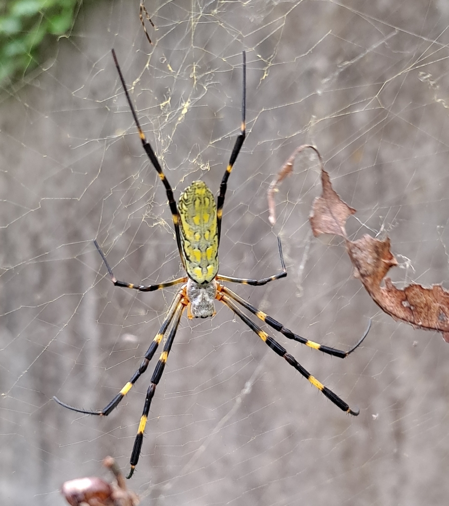 Joro Spider from Geochang-gun, Gyeongsangnam-do, South Korea on ...