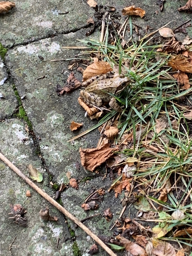 European Common Frog from Sjælland, Borup, Sjælland, DK on September 12 ...