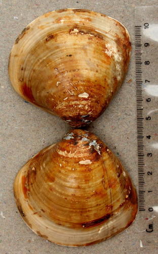 Meretrix morphina · iNaturalist