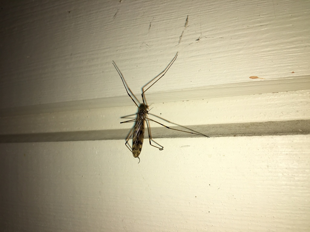 Metalimnobia quadrimaculata from Sariai, Lithuania on September 11 ...