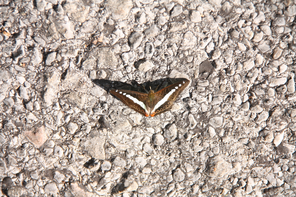 Green Commodore from Malika, Mae Ai District, Chiang Mai, Thailand on ...