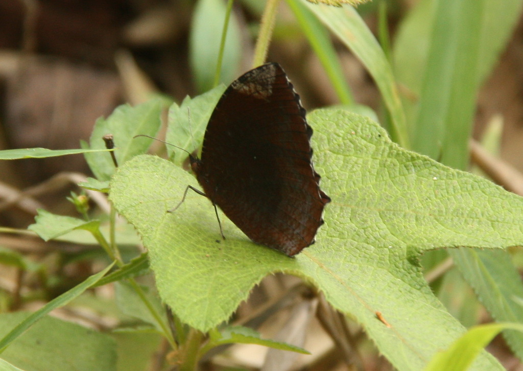 Common Palmfly from Nam Nao National Park on April 22, 2012 at 03:05 PM ...