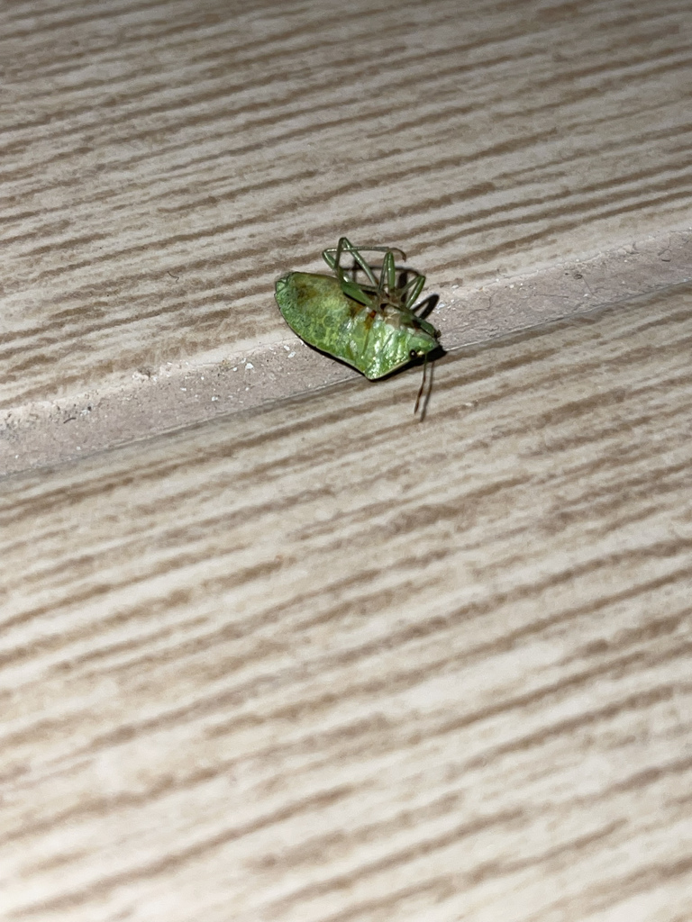 Southern Green Stink Bug from 2313/1. Sk., Didim, Aydın, TR on ...