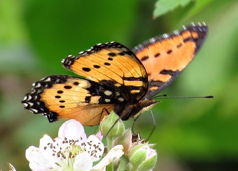 Southern Gaudy Commodore from Hawane Vlei, near entrance hut on ...