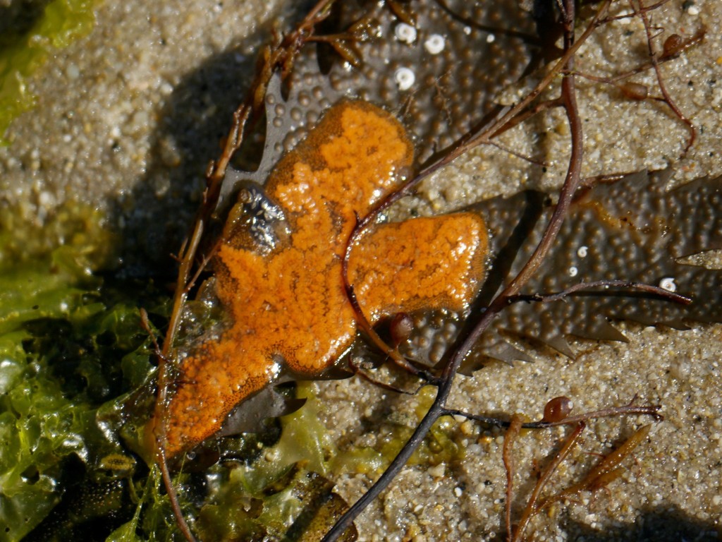 ladder ascidian from Roscoff on September 07, 2021 at 11:54 AM by ...