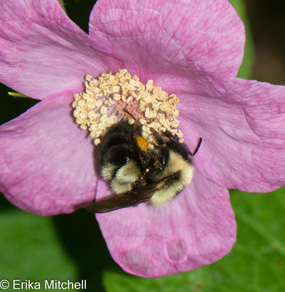 Two-spotted Bumble Bee from Washington, Vermont, United States on July ...
