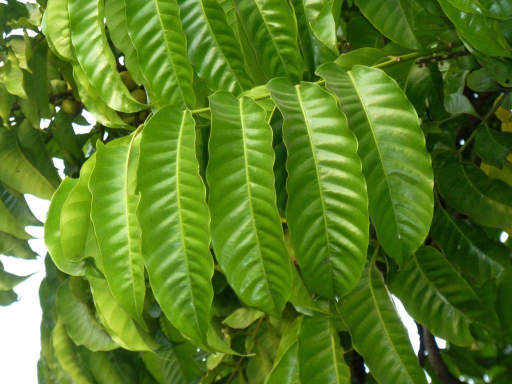 pithraj tree from Pinetown on June 1, 2014 by M Kriek. Boom Reminds of ...