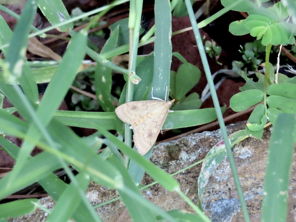 American Lotus Borer Moth from Atascocita Golf Club, Atascocita, TX ...