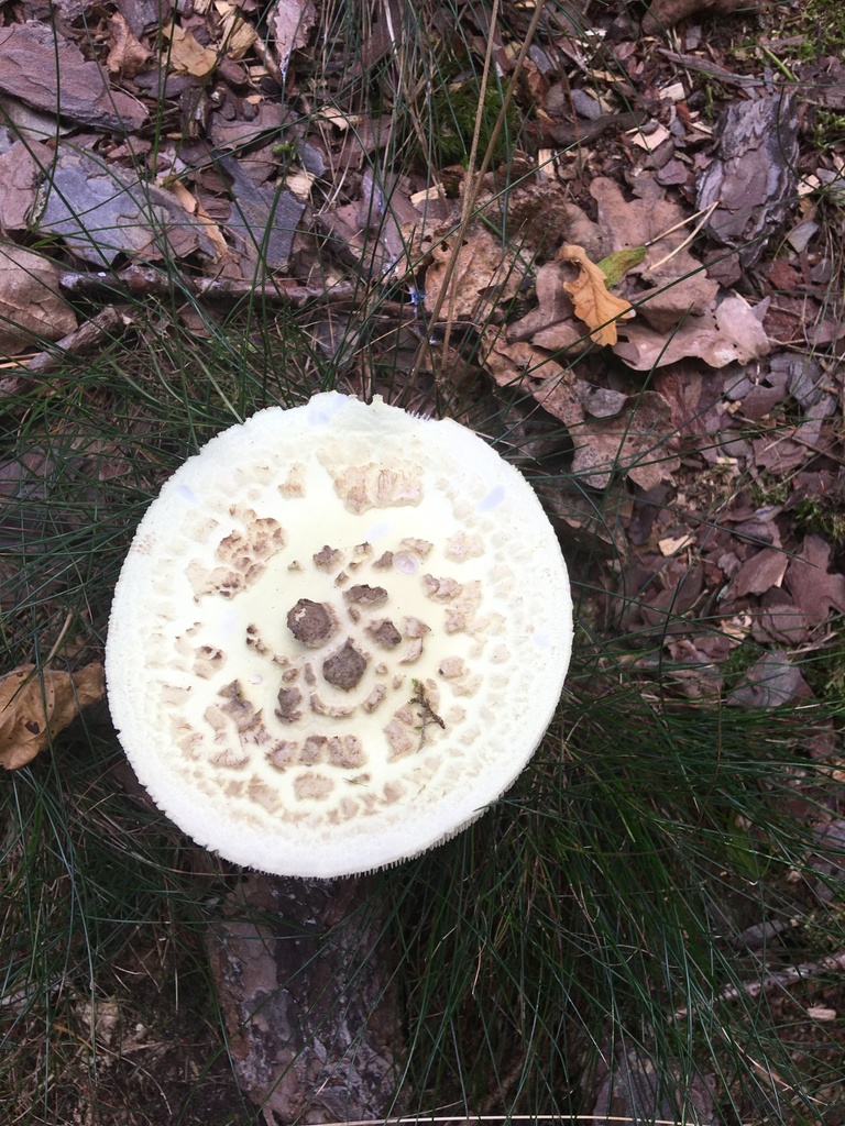 False Death-cap from Erlangen, DE-BY, DE on September 12, 2021 at 12:36 ...