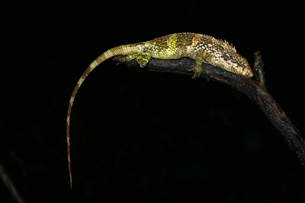 Burmese Mountain Agamid (Pseudocalotes kakhienensis) - Snakes and Lizards
