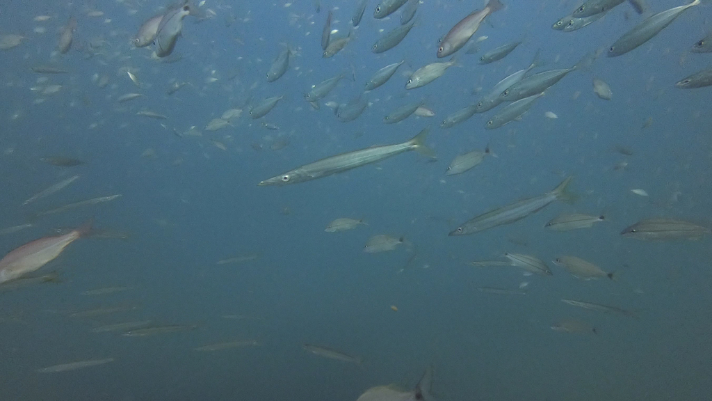 Northern Sennet from Indra (artificial reef) on September 4, 2021 at 06 ...