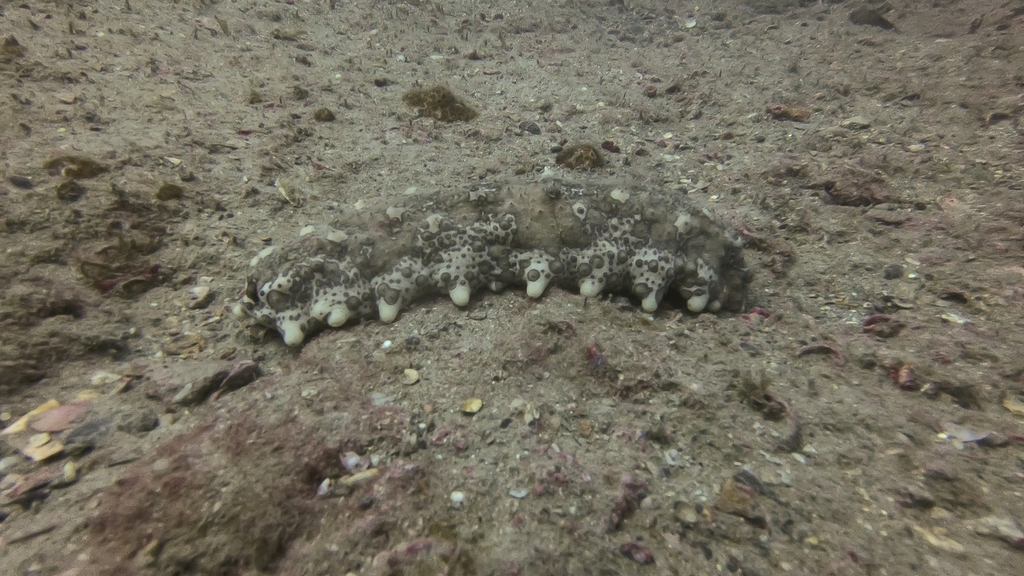 Chocolate Chip Sea Cucumber from Indra (AR-330) on September 4, 2021 at ...