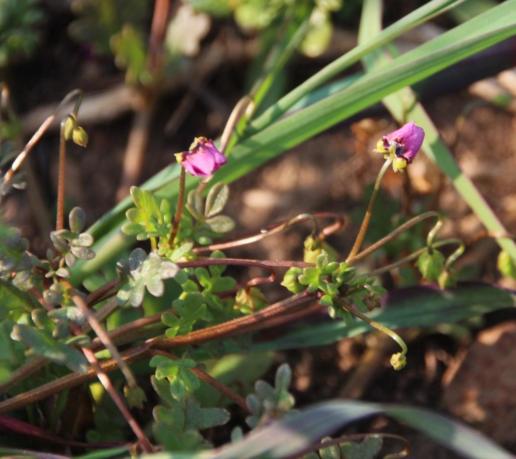 Diascia elongata (Plants of the Tygerberg Nature Reserve) · iNaturalist