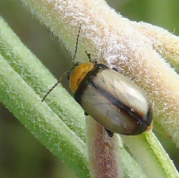 Flea Beetles from Phaladingwe Hiking Trail on December 22, 2014 by ...