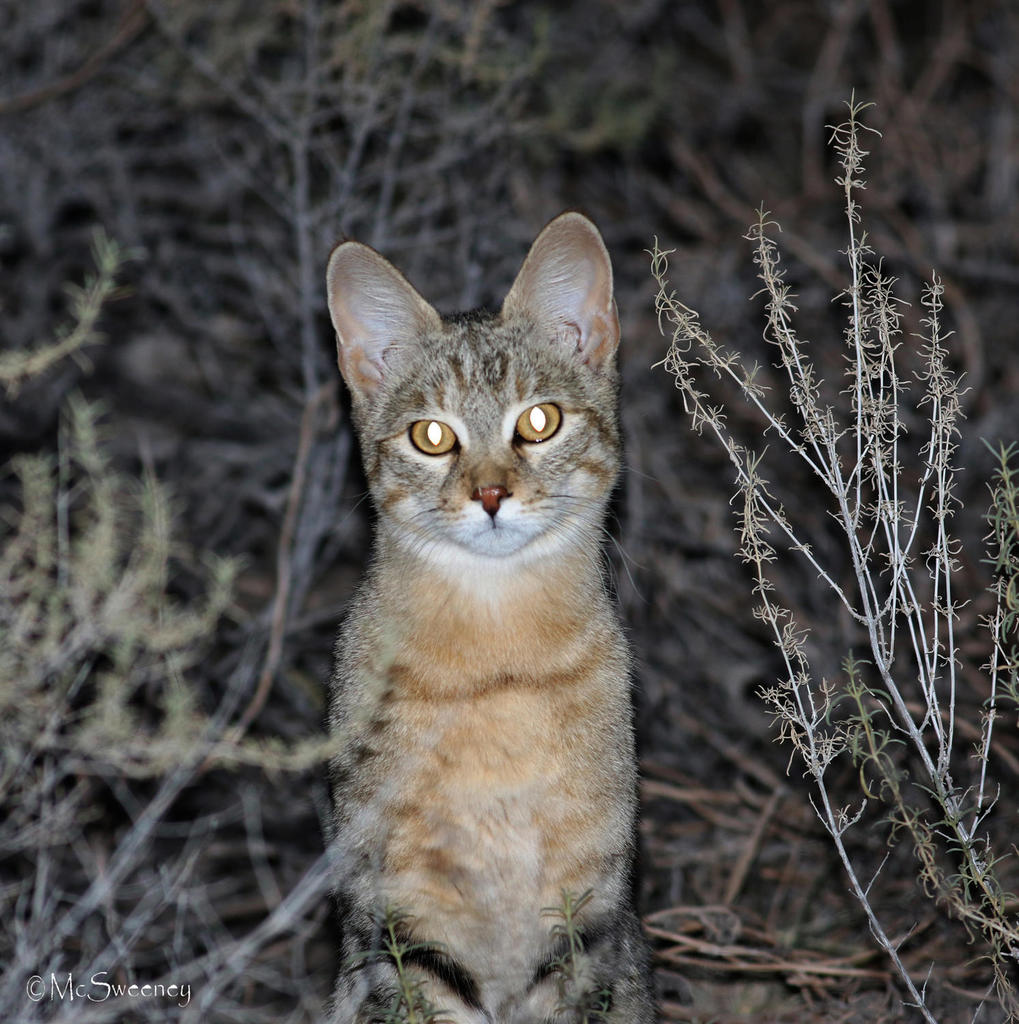 Southern African Wildcat (Felis lybica cafra) - Know Your Mammals