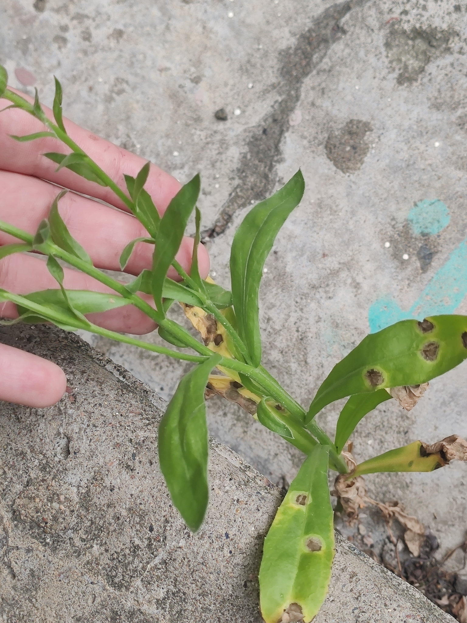 Entyloma calendulae (Oudem.) de Bary