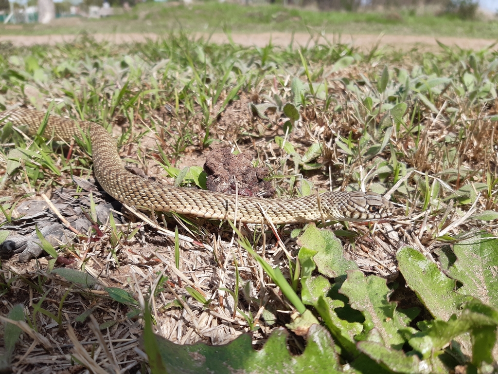 Patagonian Racer from Maracó, AR-LP, AR on September 12, 2021 at 12:36 ...