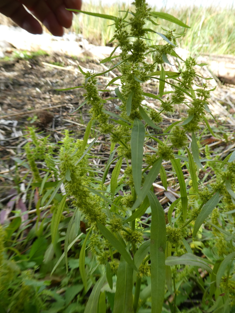 Golden Dock from г. Североуральск, Свердловская обл., Россия on ...