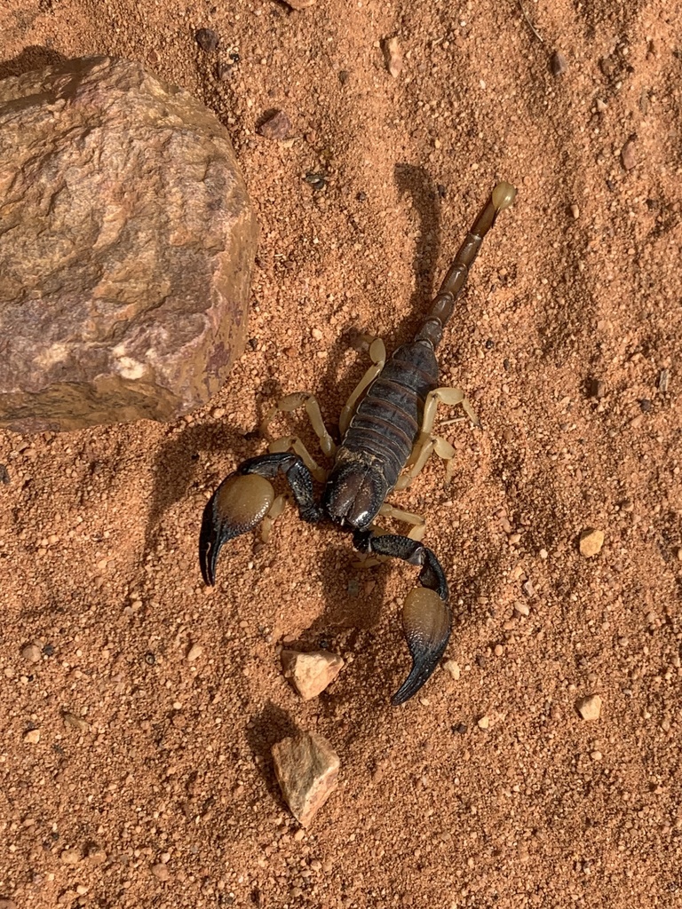 Namaqua Burrowing Scorpion from WC, ZA on September 12, 2021 at 02:40 ...